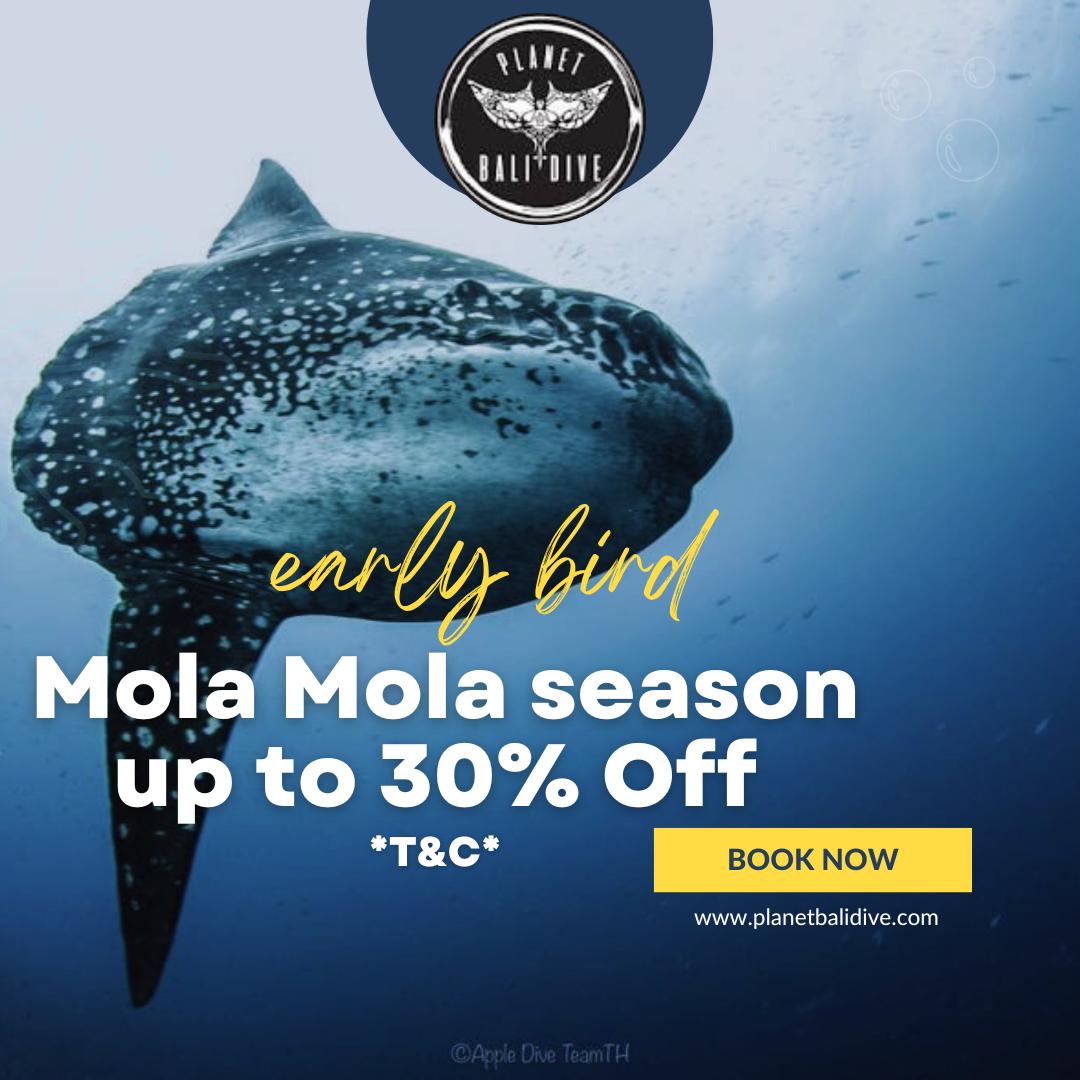 Best time to Dive Season Mola Mola in Bali 2026