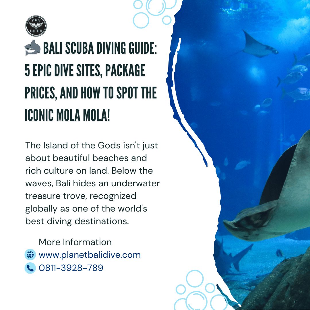 🦈 Bali Scuba Diving Guide: 5 Epic Dive Sites, Package Prices, and How ...